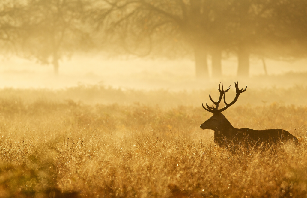 Conservation and Shooting Sports Education Initiative - Into The Outdoors