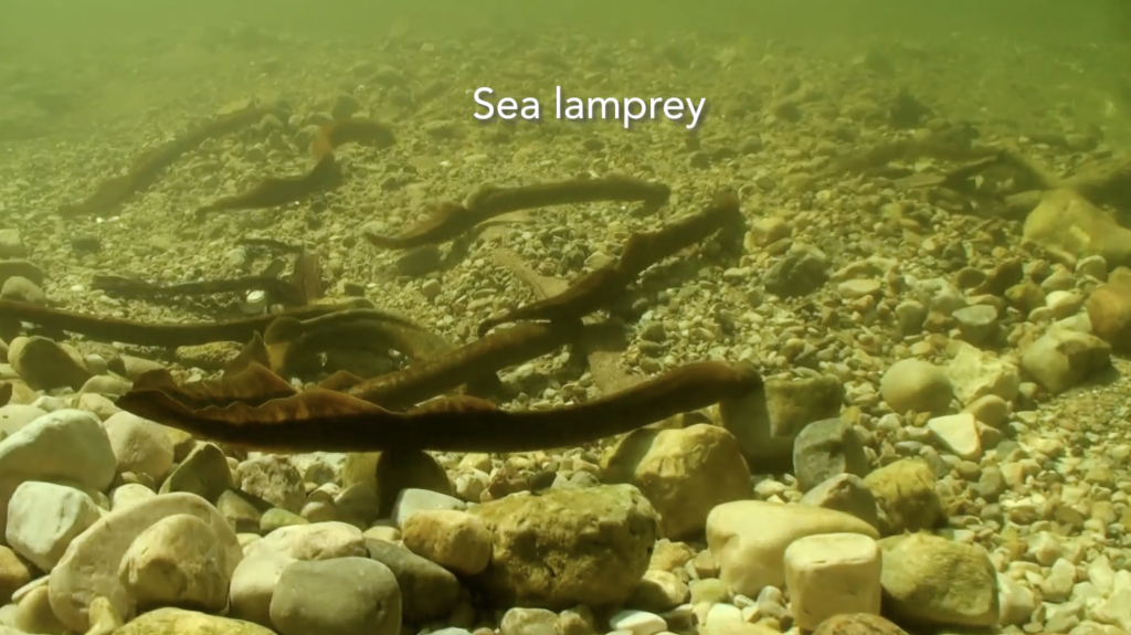 New Episode of Into the Outdoors to Explore the Sea Lamprey’s Impact on ...